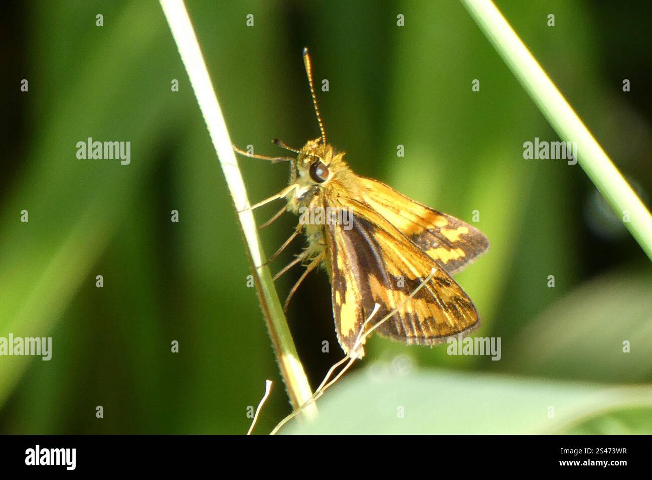 Wide-brand Grass-dart (Suniana sunias Stock Photo - Alamy