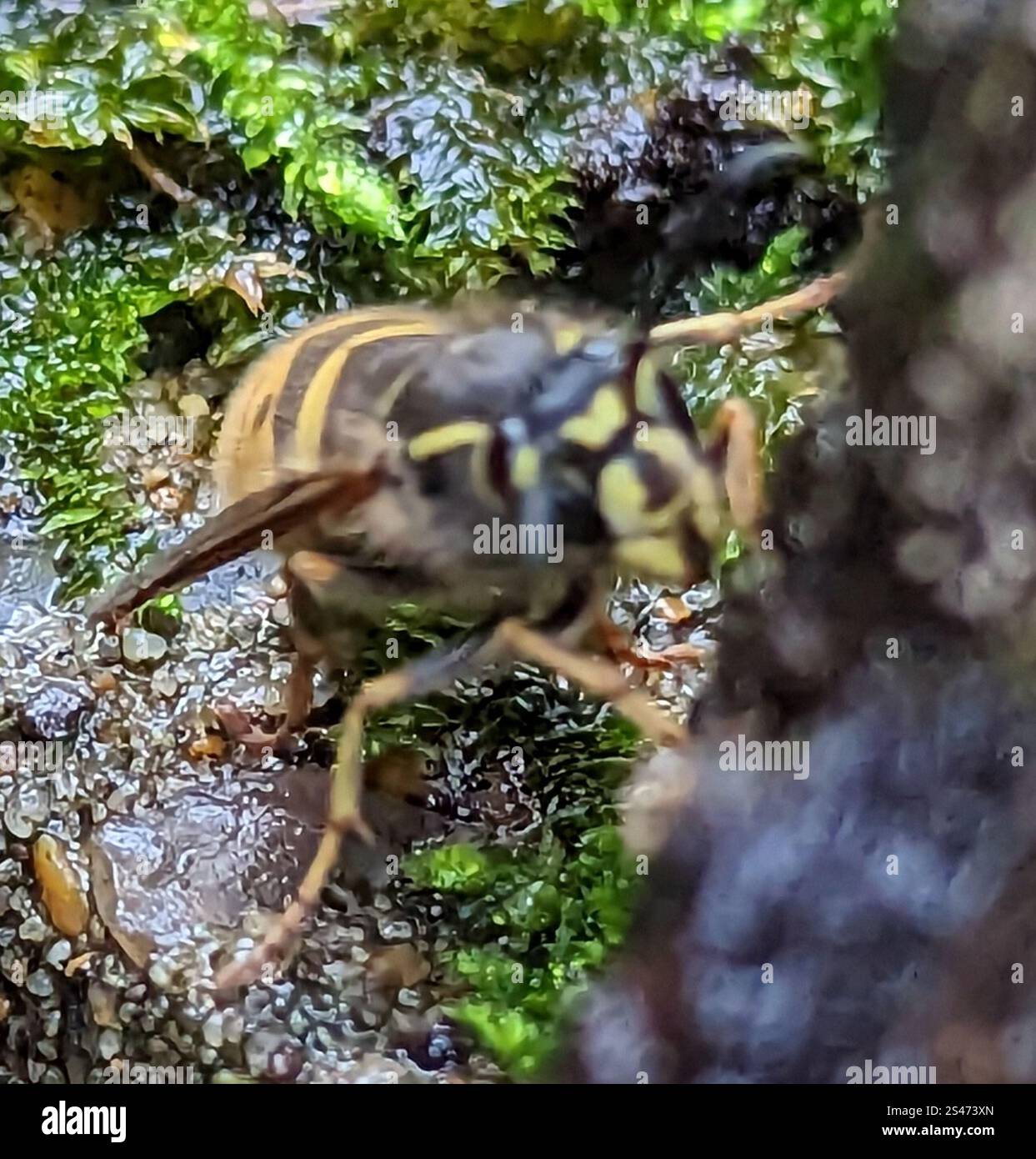 Common European Yellowjacket (Vespula vulgaris Stock Photo - Alamy