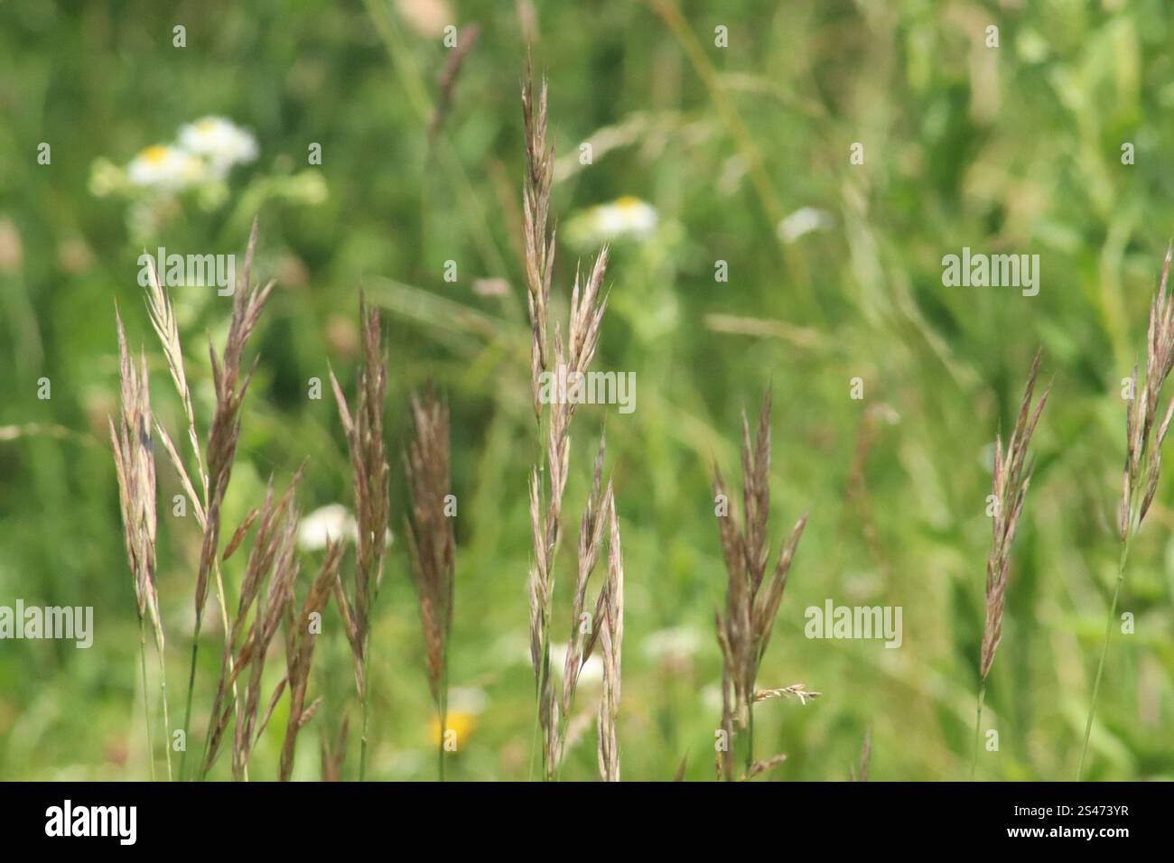 Upright Brome (Bromus erectus Stock Photo - Alamy