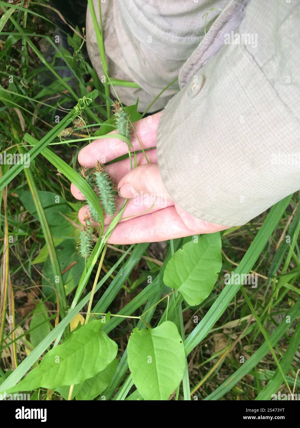 Cypress Swamp Sedge (Carex joorii Stock Photo - Alamy