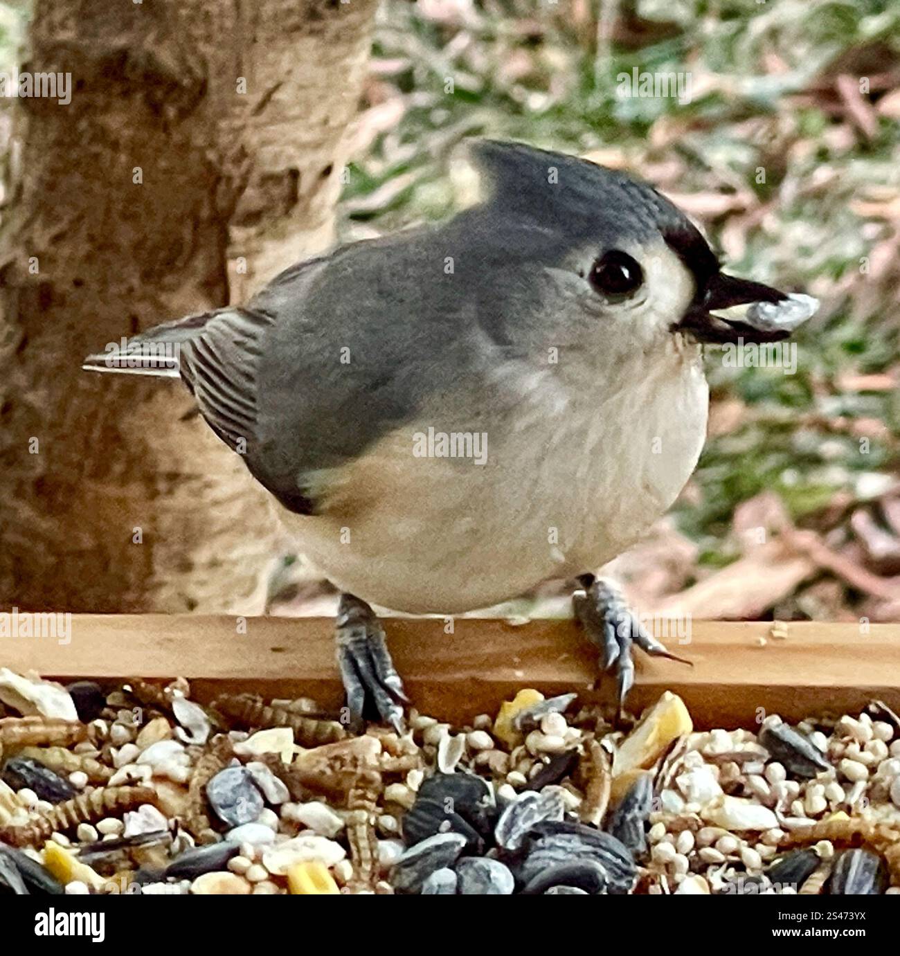 Tufted Titmouse (Baeolophus bicolor Stock Photo - Alamy