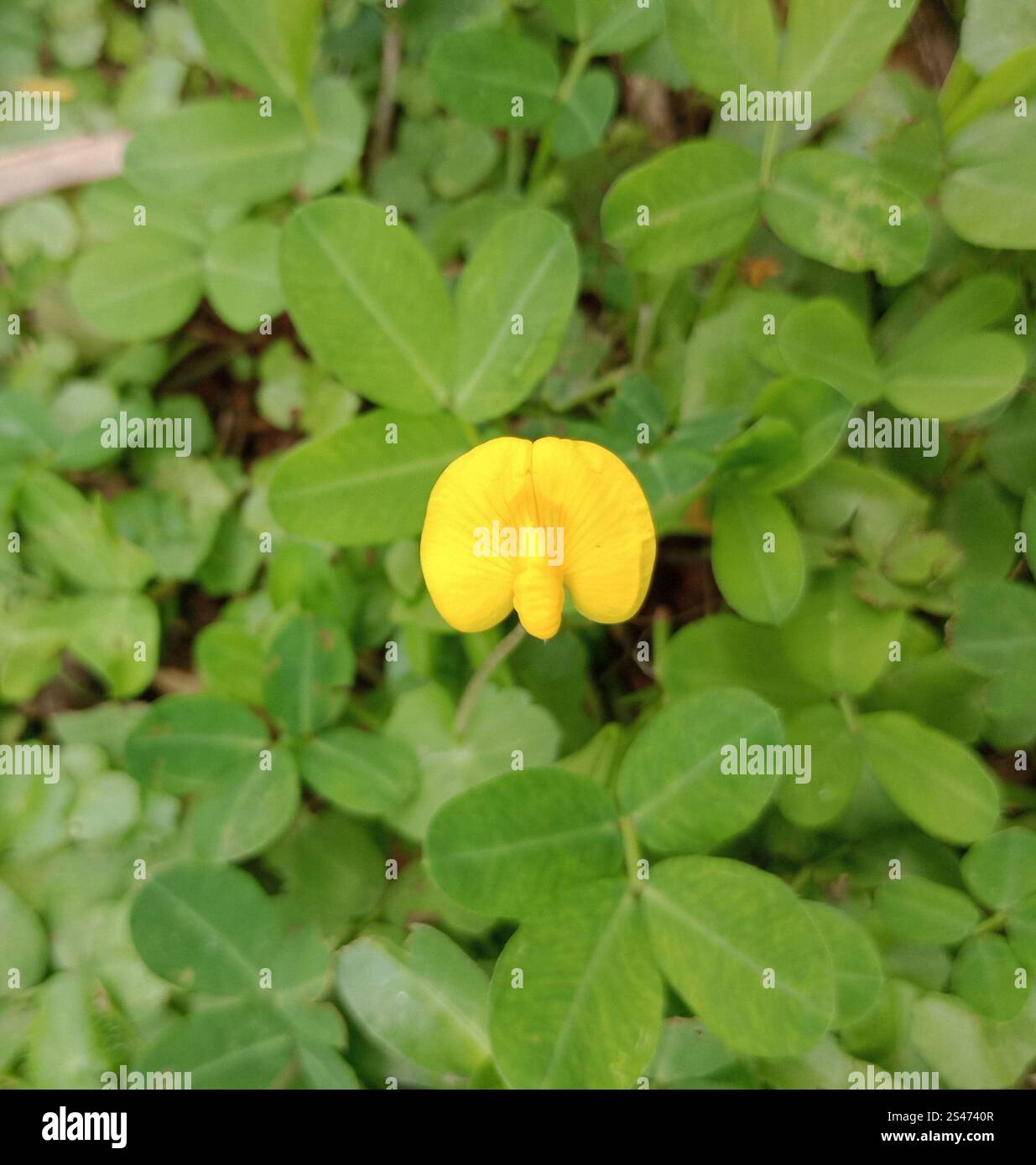 Arachis repens hi-res stock photography and images - Alamy