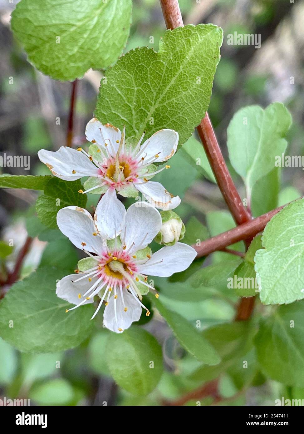 Desert Apricot (Prunus fremontii Stock Photo - Alamy