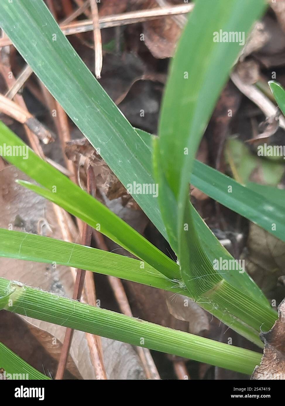 Goose Grass (Eleusine indica Stock Photo - Alamy