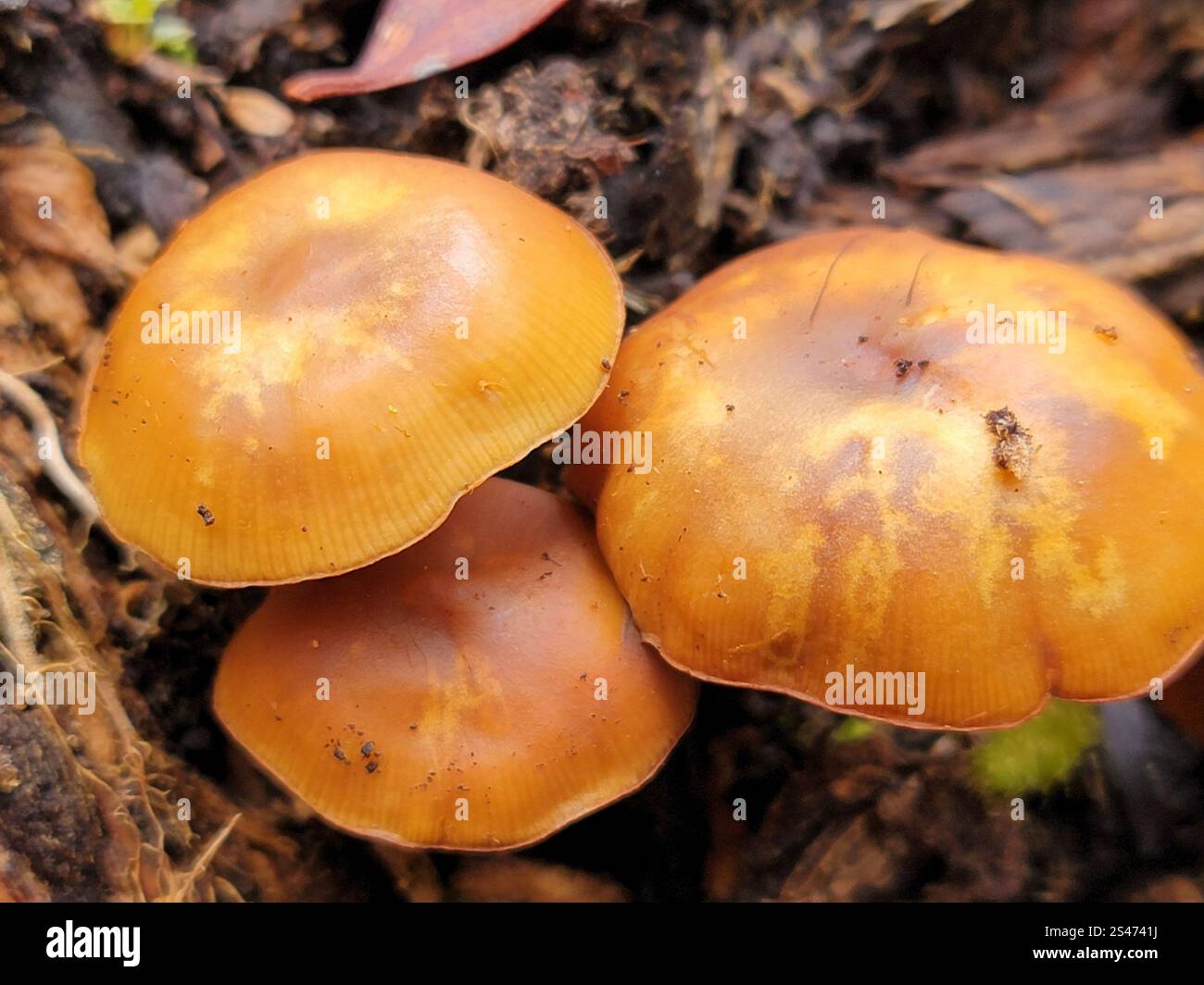Moss Bells (Galerina Stock Photo - Alamy