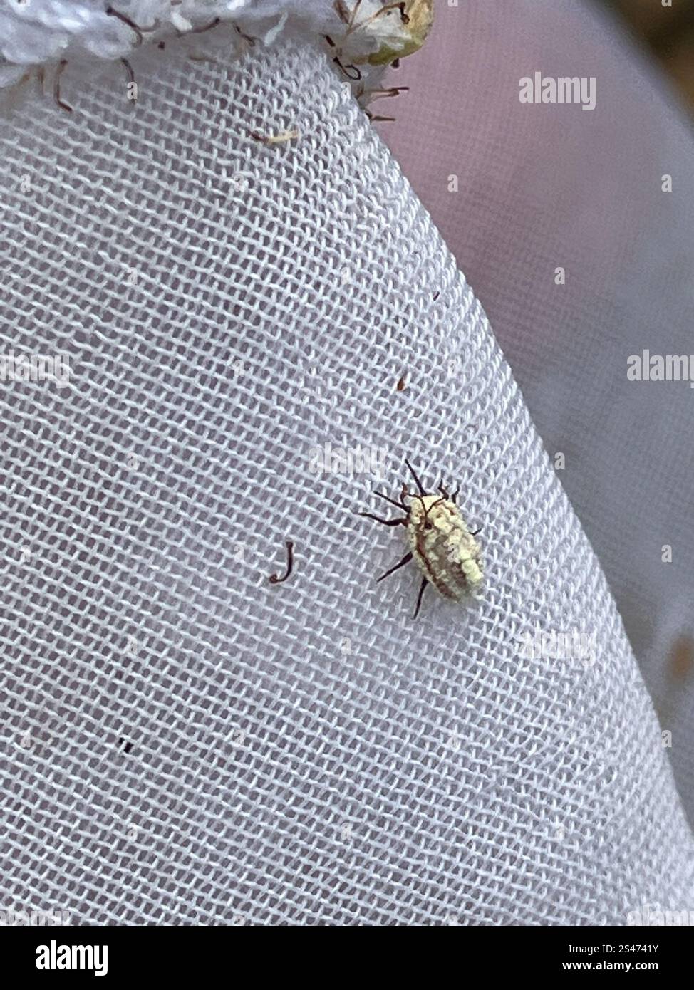 Genista Giant Scale Insect (Crypticerya genistae Stock Photo - Alamy