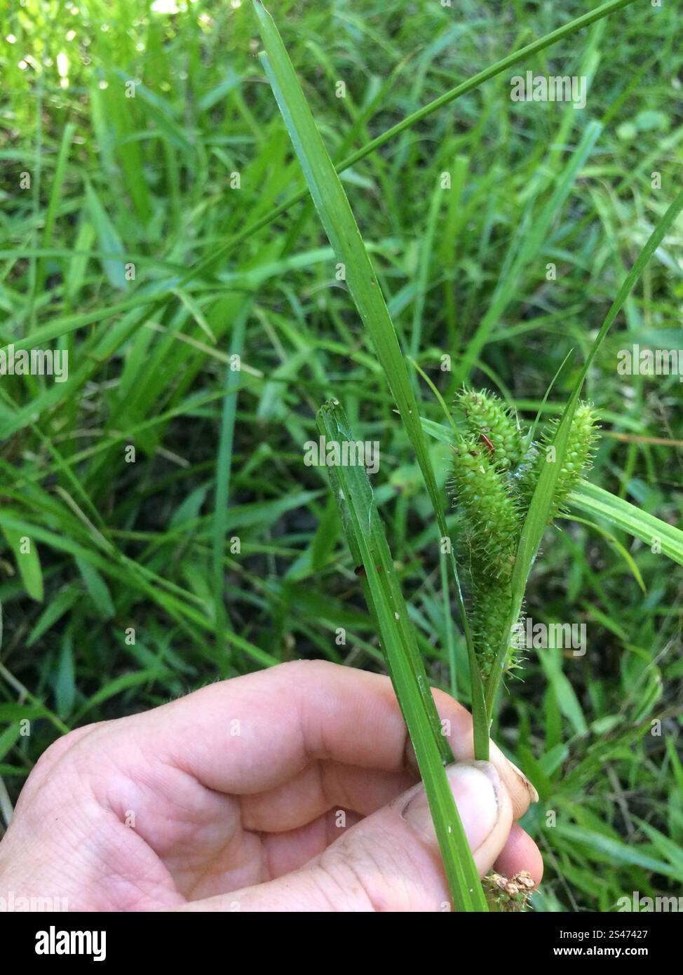 golden cattail sedge (Carex aureolensis Stock Photo - Alamy