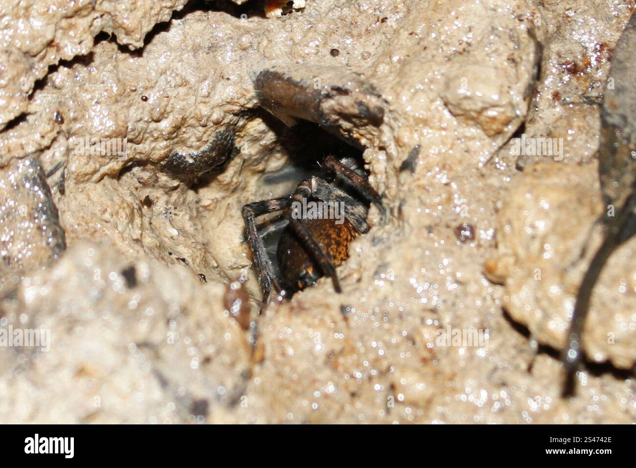 Georgia Wolf Spider (Tigrosa georgicola Stock Photo - Alamy