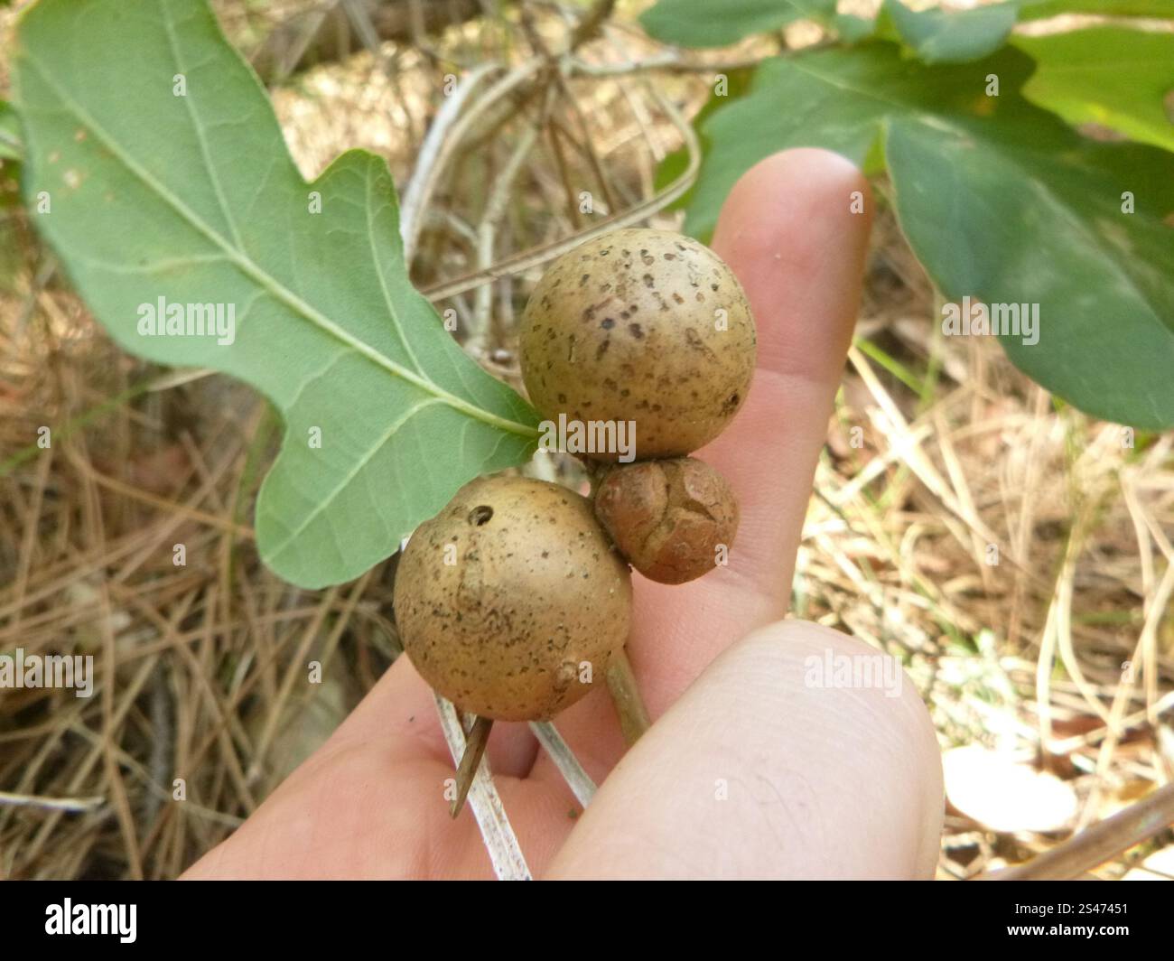 Oak Marble Gall Wasp (Andricus kollari Stock Photo - Alamy