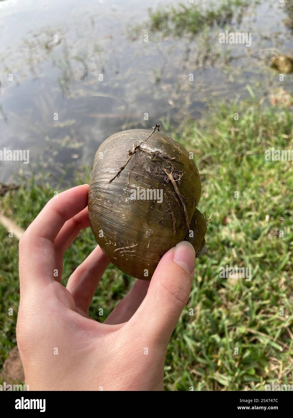 Island Apple Snail (Pomacea maculata Stock Photo - Alamy