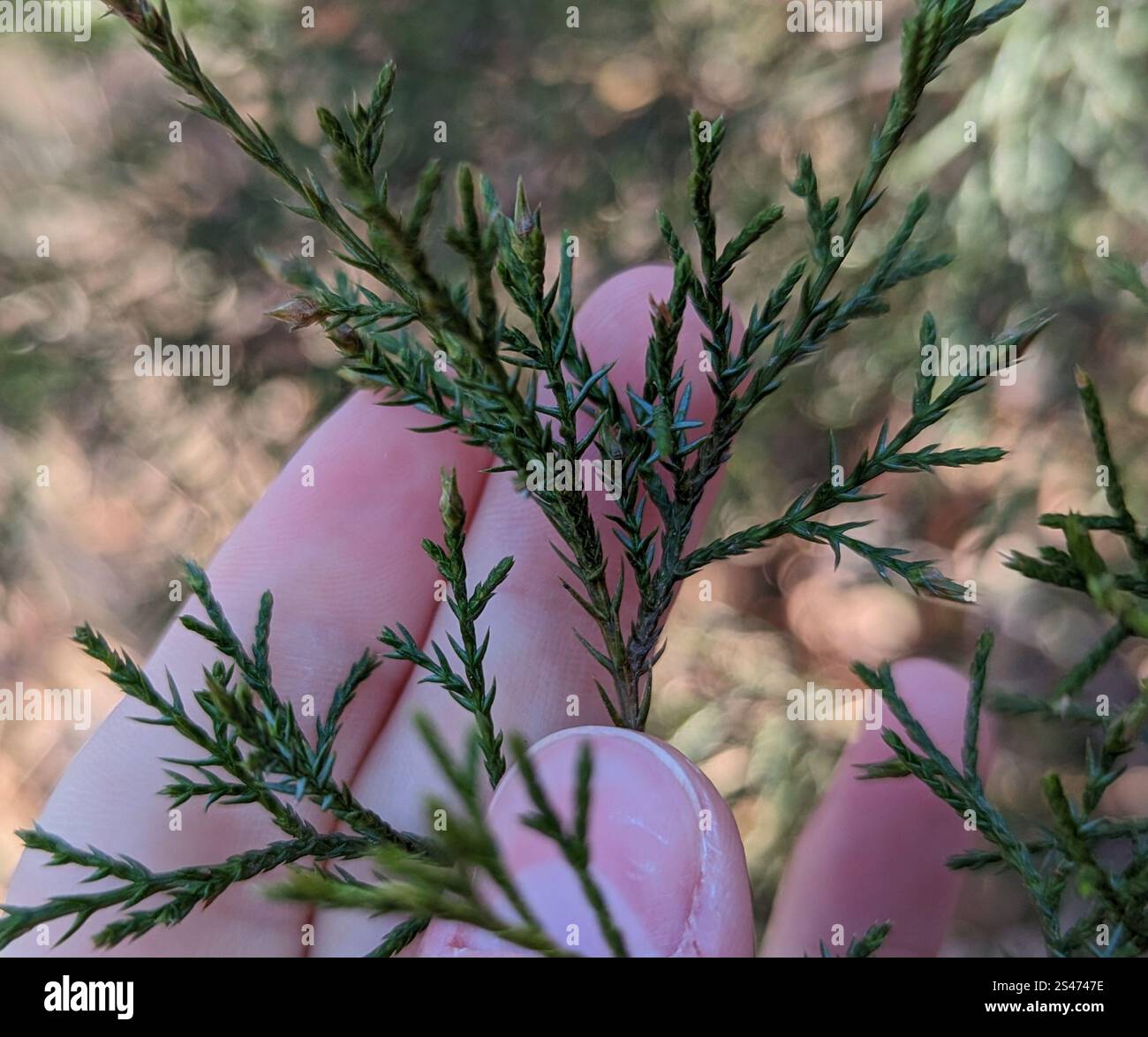 eastern redcedar (Juniperus virginiana Stock Photo - Alamy