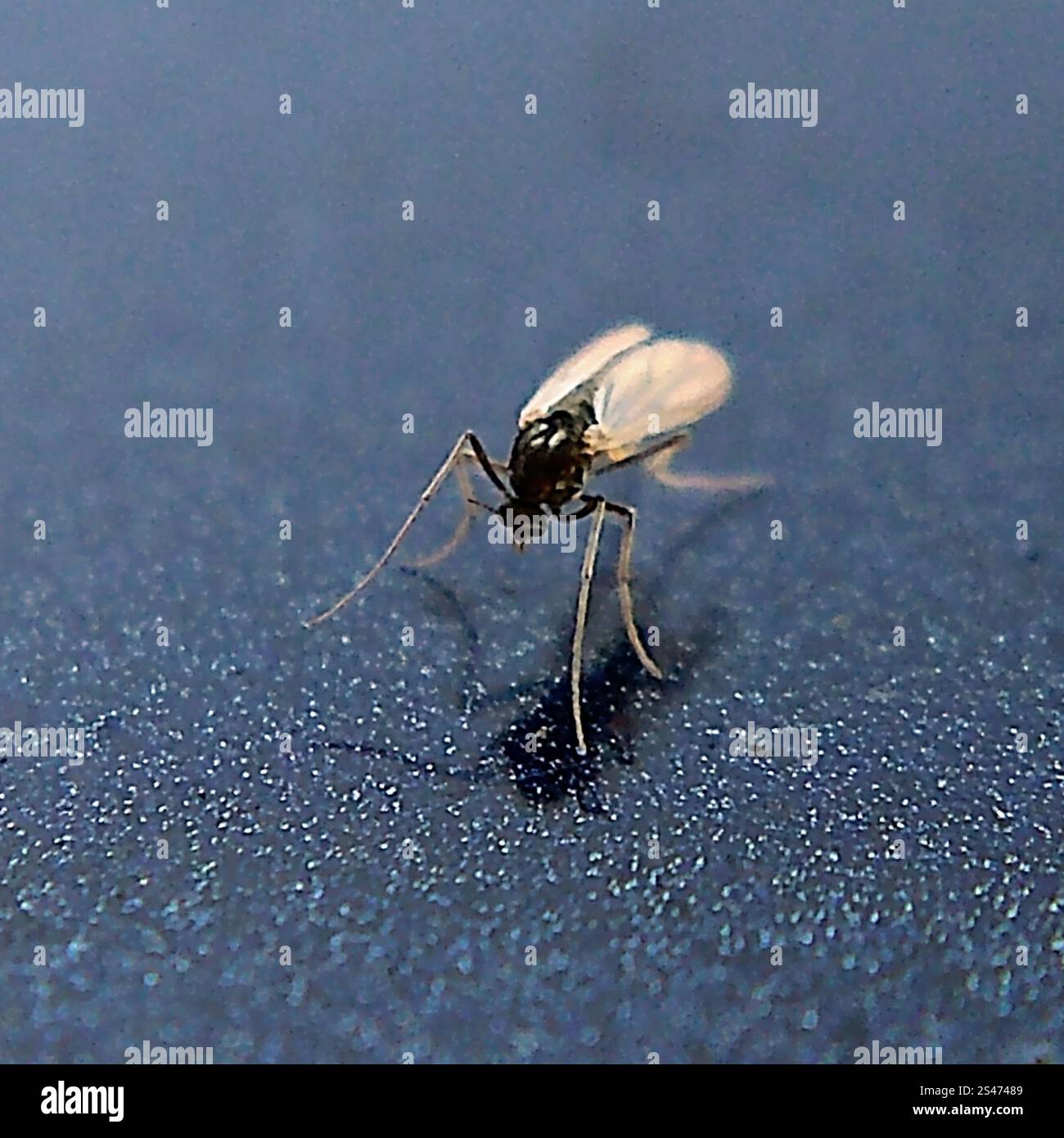 Non-biting Midges (Chironomidae Stock Photo - Alamy