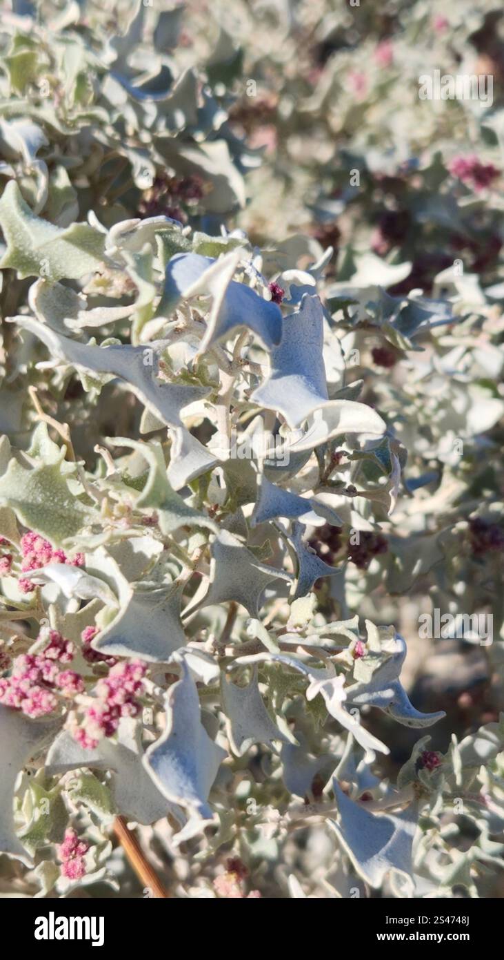 Desert Holly (Atriplex hymenelytra Stock Photo - Alamy