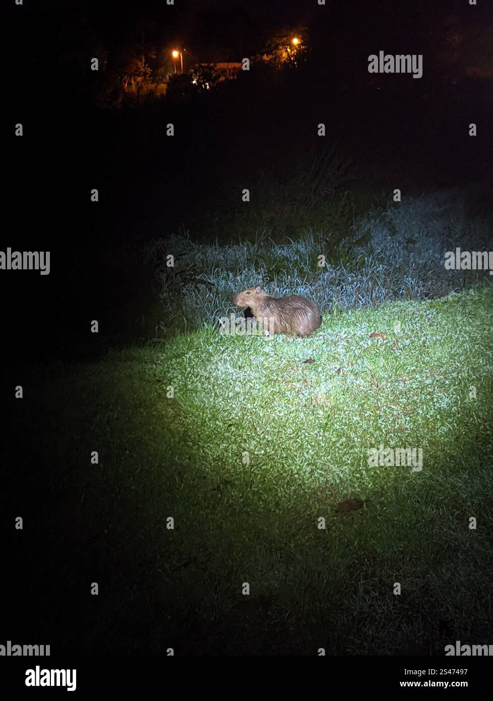 Lesser Capybara (Hydrochoerus isthmius Stock Photo - Alamy