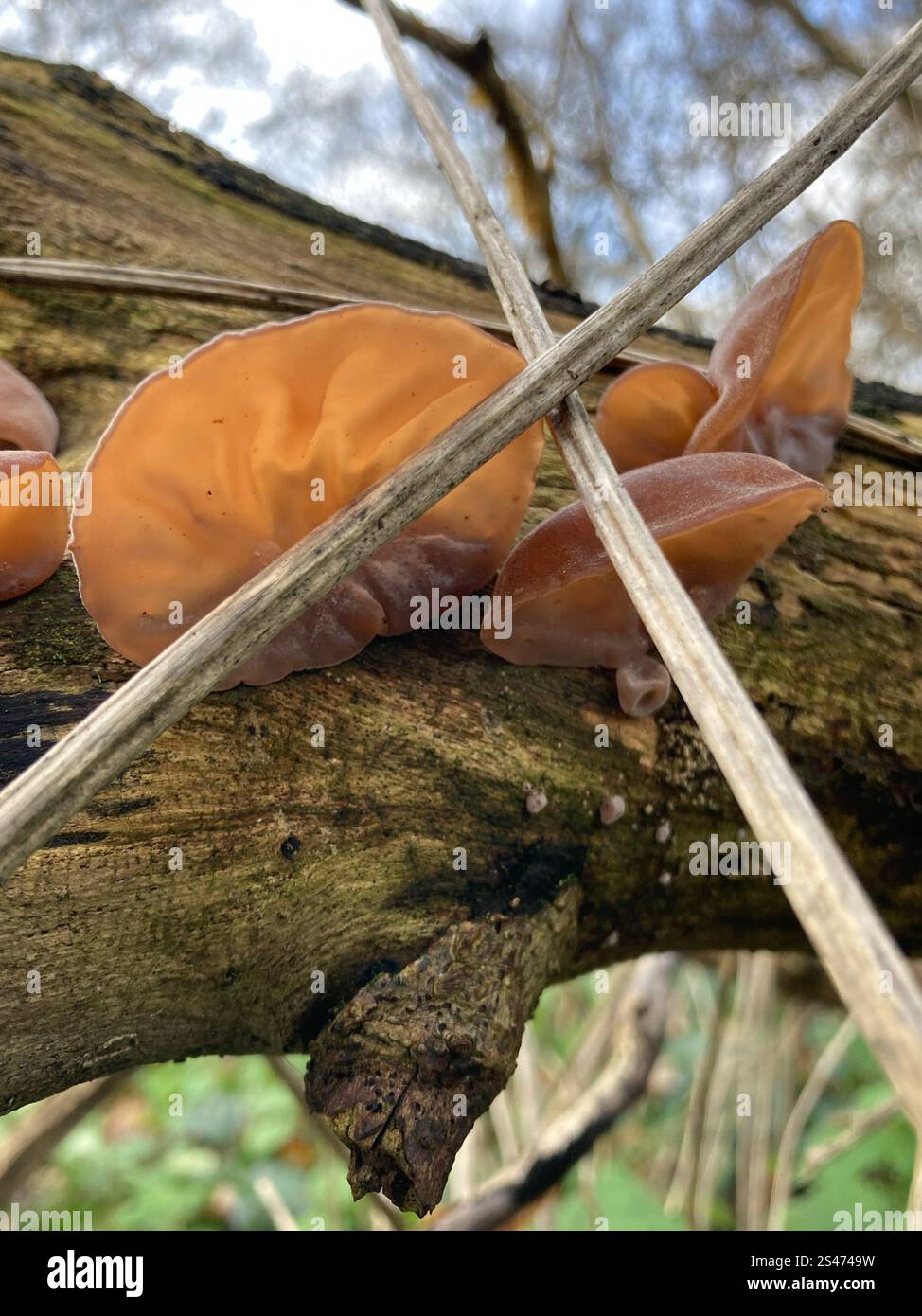 Jelly Ear (Auricularia auricula-judae Stock Photo - Alamy