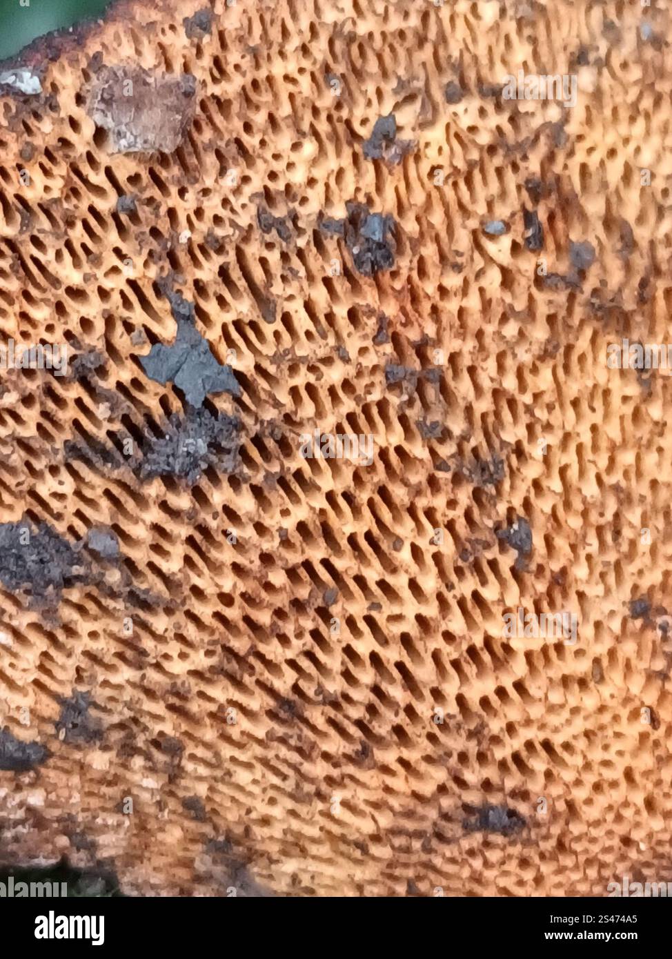 Thin-walled Maze Polypore (Daedaleopsis confragosa Stock Photo - Alamy