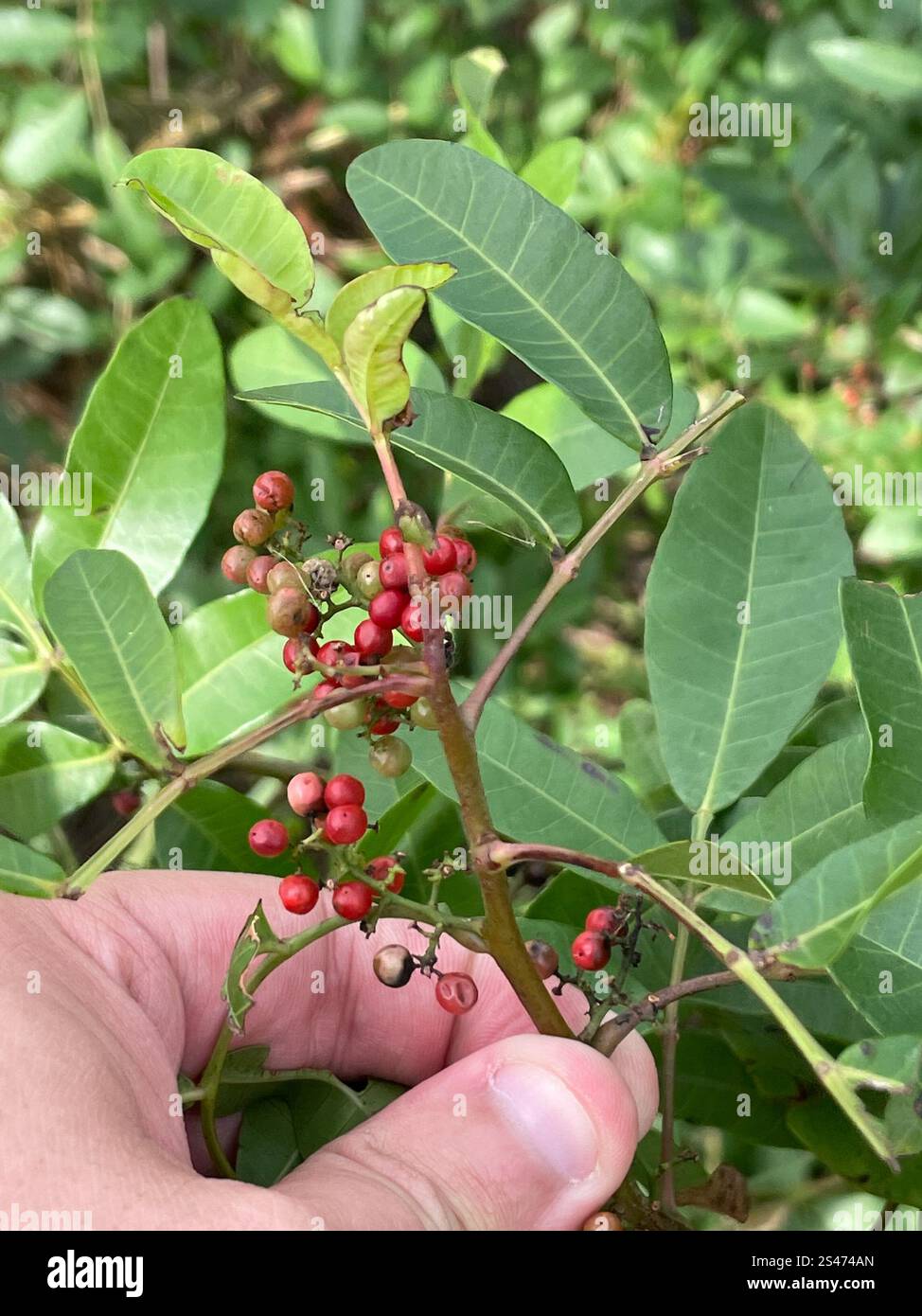 Brazilian pepper (Schinus terebinthifolia Stock Photo - Alamy