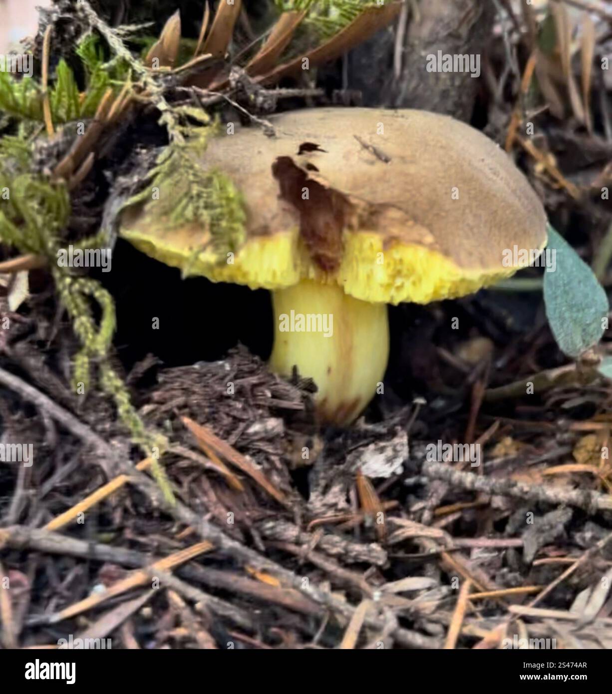 Suede Bolete (Xerocomus subtomentosus Stock Photo - Alamy