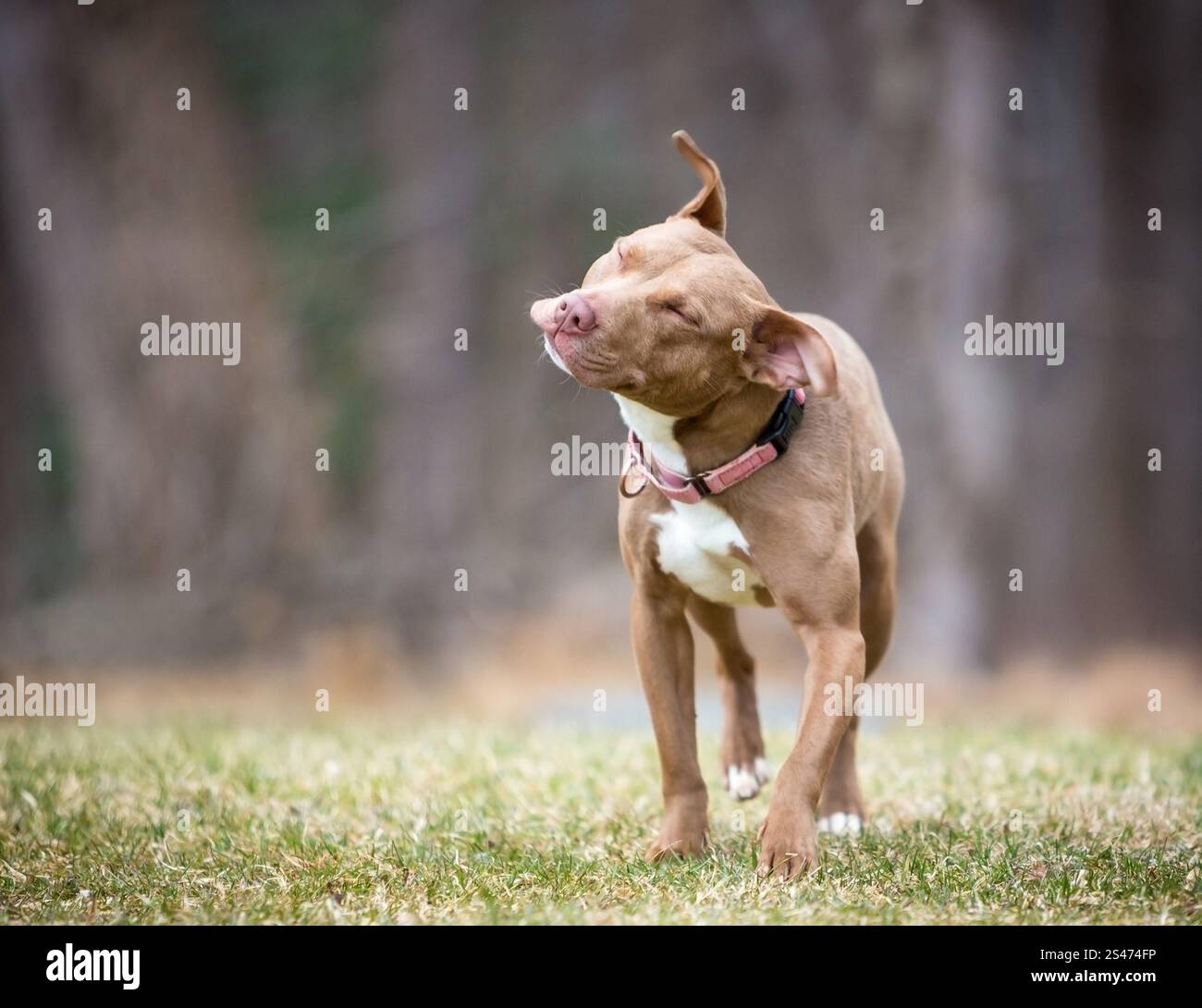 A Pit Bull Terrier mixed breed dog standing outdoors and shaking its ...