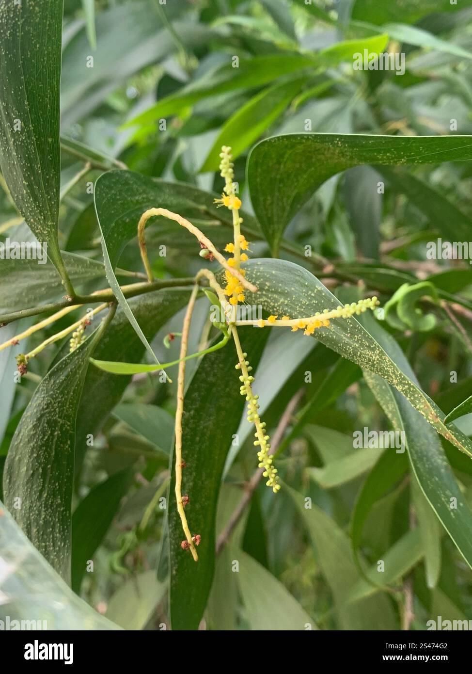 Earpod Wattle (Acacia auriculiformis Stock Photo - Alamy