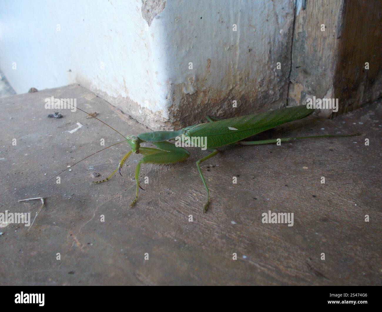 Large Green Praying Mantises (Sphodromantis Stock Photo - Alamy