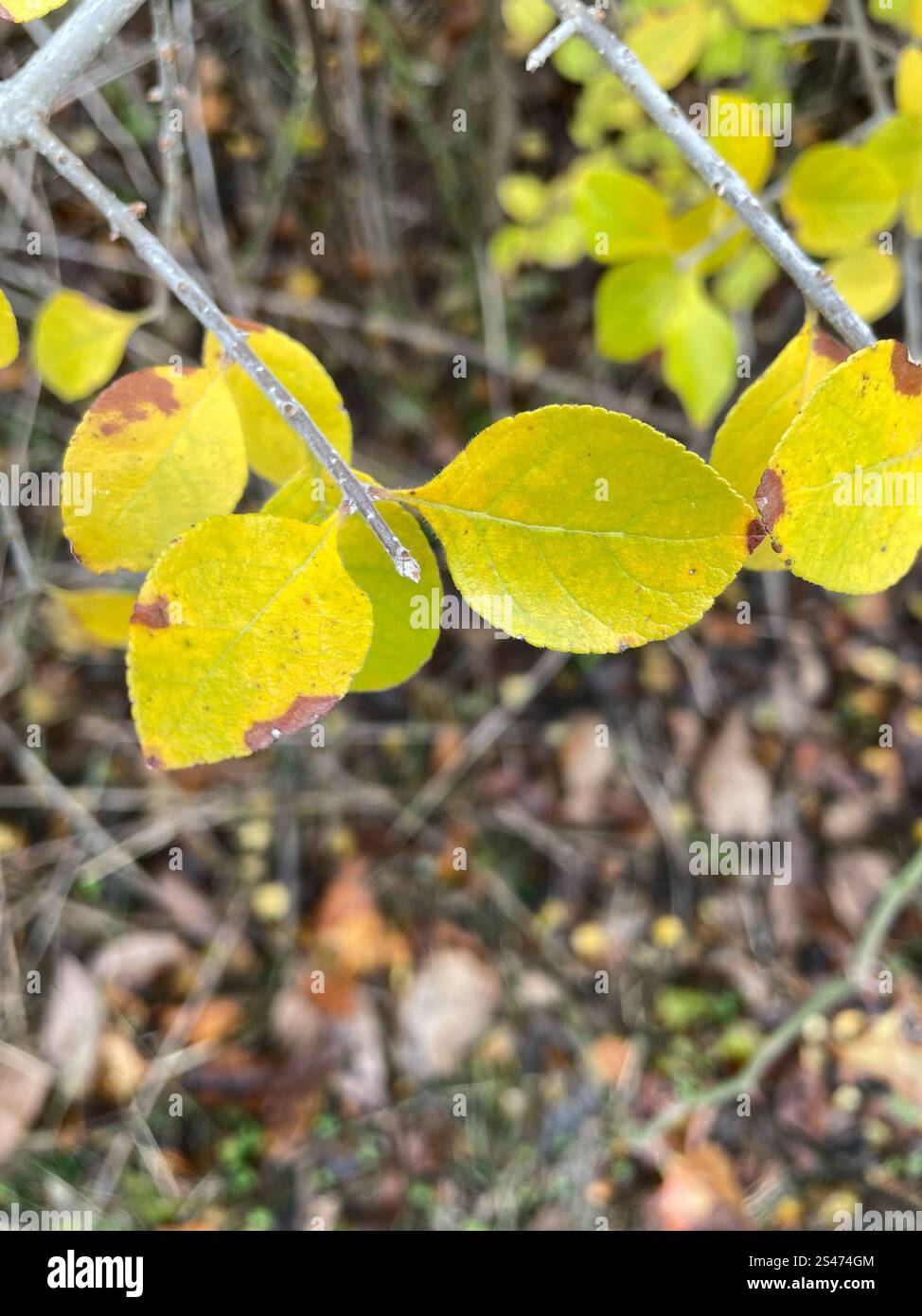 Stretchberry (Forestiera pubescens Stock Photo - Alamy