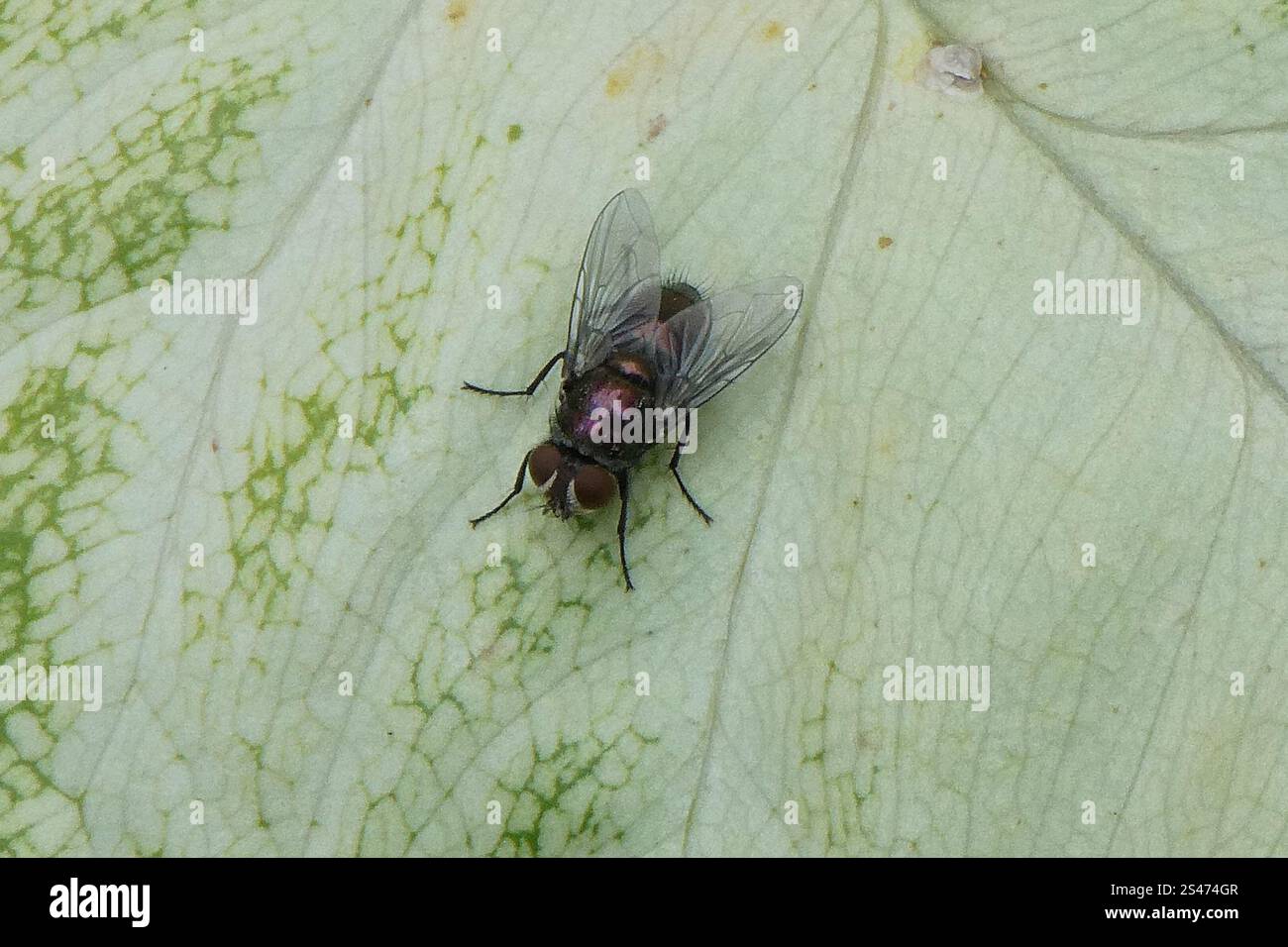 Blow Flies (Calliphoridae Stock Photo - Alamy