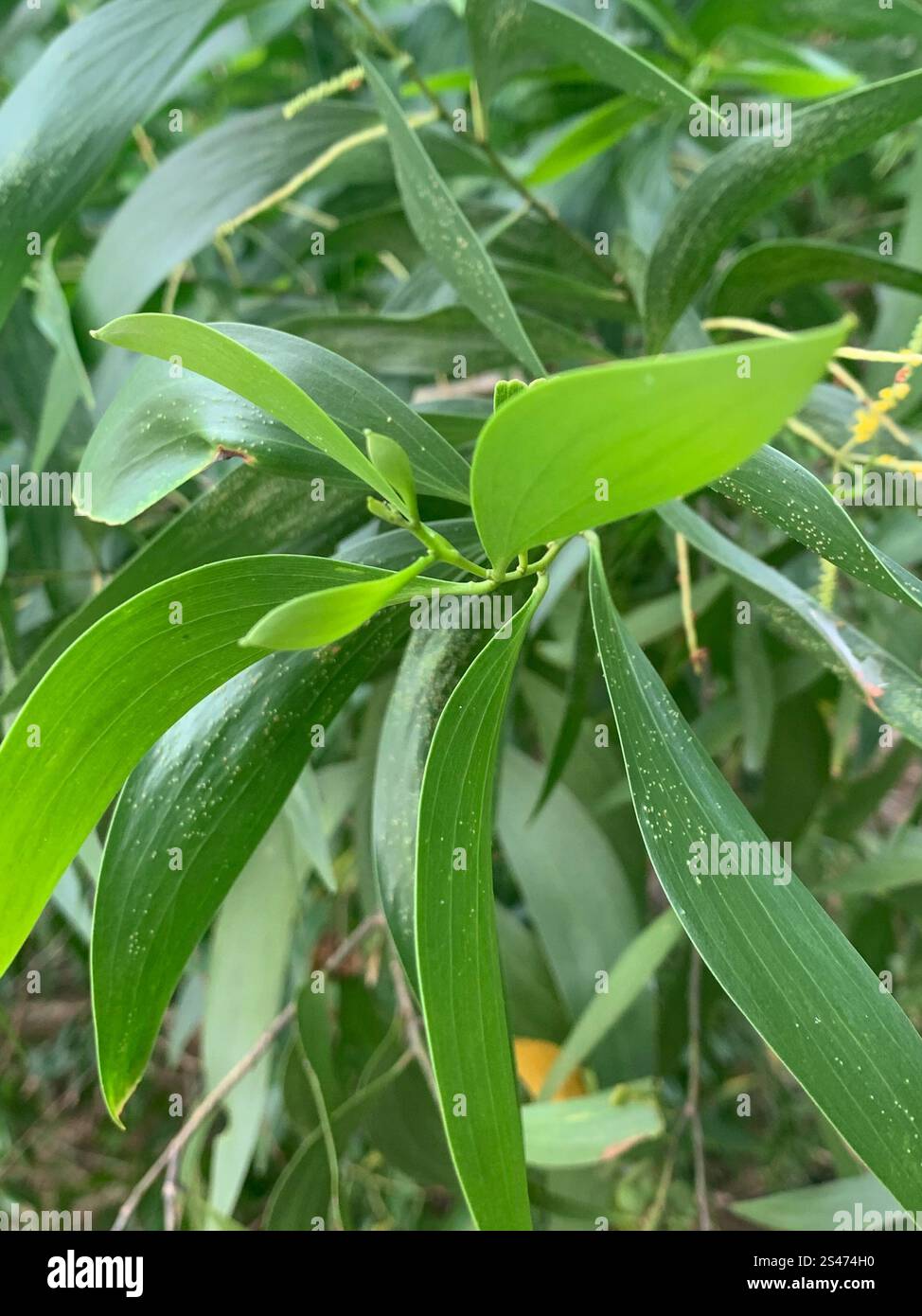 Earpod Wattle (Acacia auriculiformis Stock Photo - Alamy