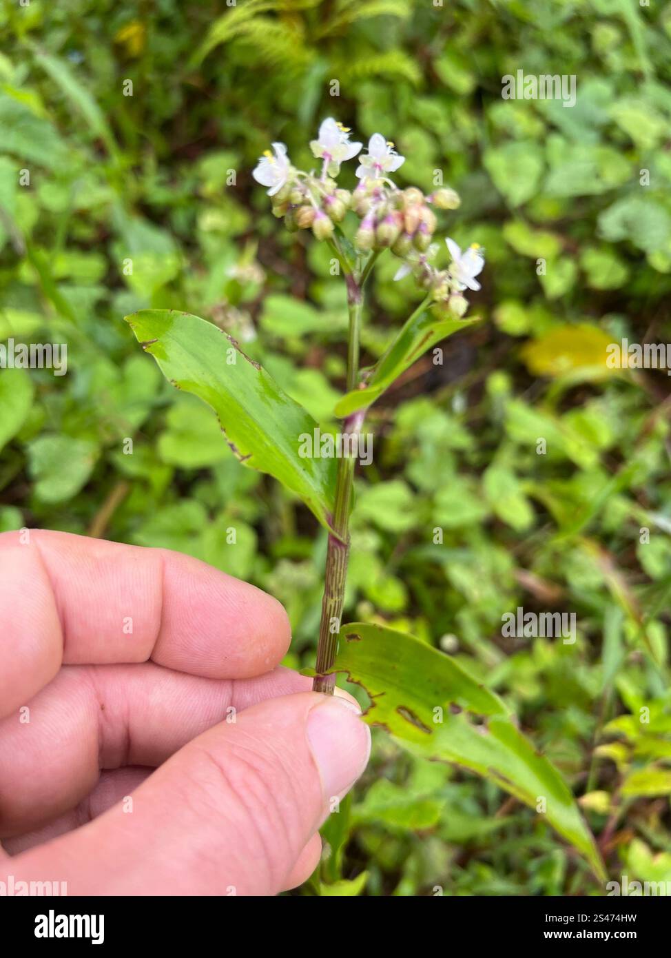 common roseling (Tripogandra serrulata Stock Photo - Alamy
