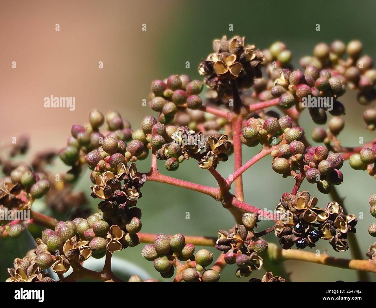 Japanese Prickly Ash (Zanthoxylum ailanthoides Stock Photo - Alamy