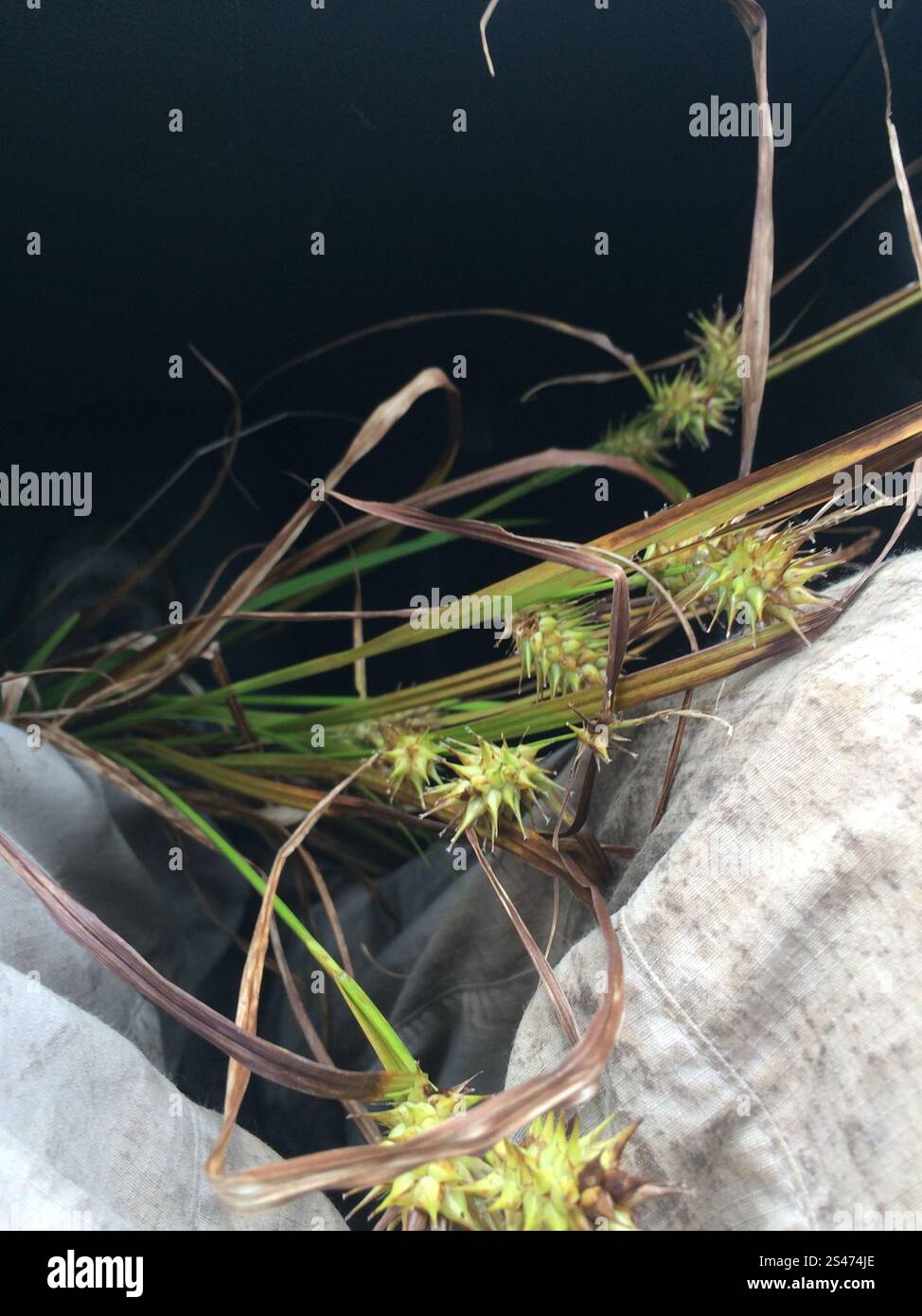 hop sedge (Carex lupulina Stock Photo - Alamy