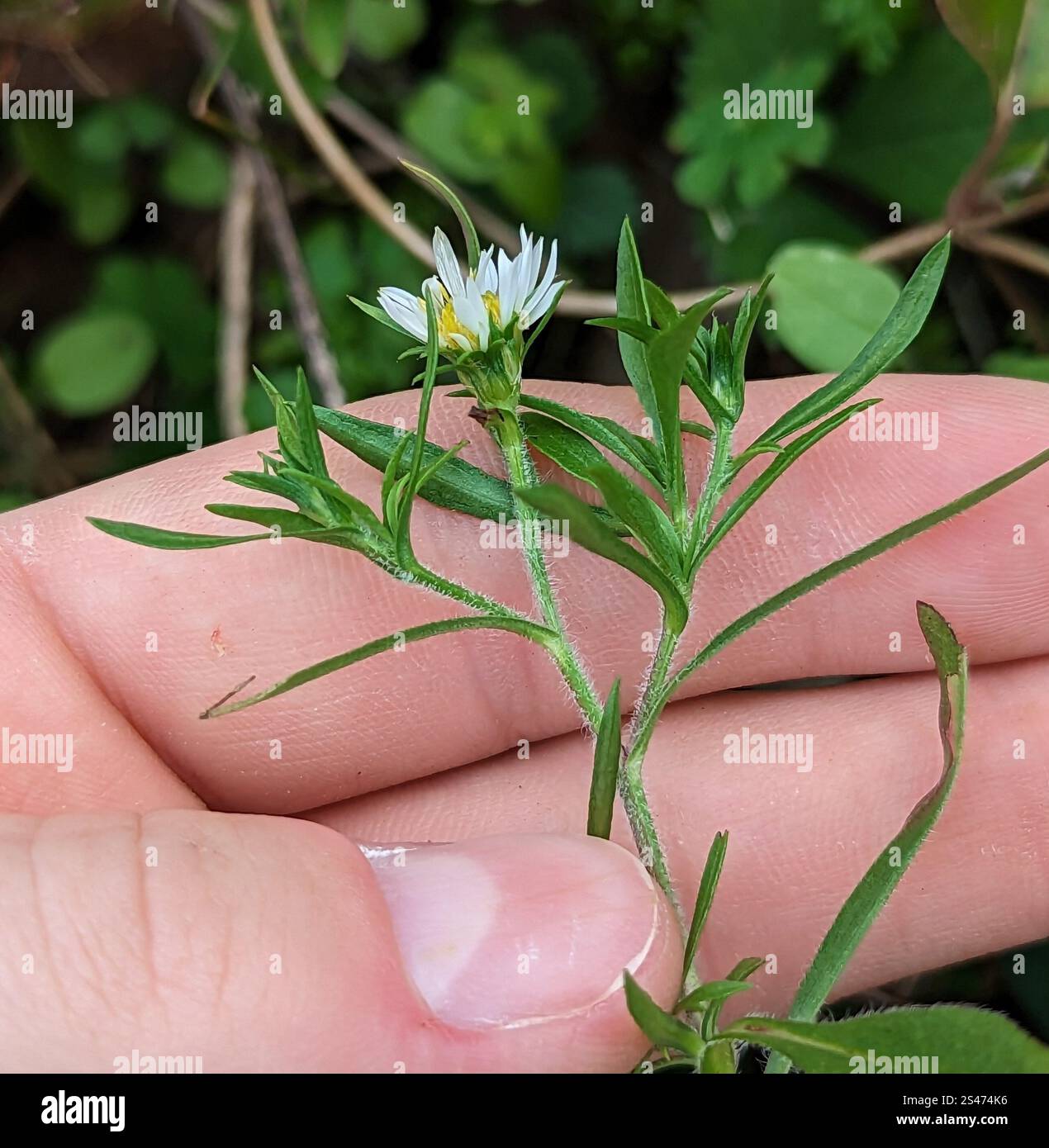 hairy white oldfield aster (Symphyotrichum pilosum Stock Photo - Alamy