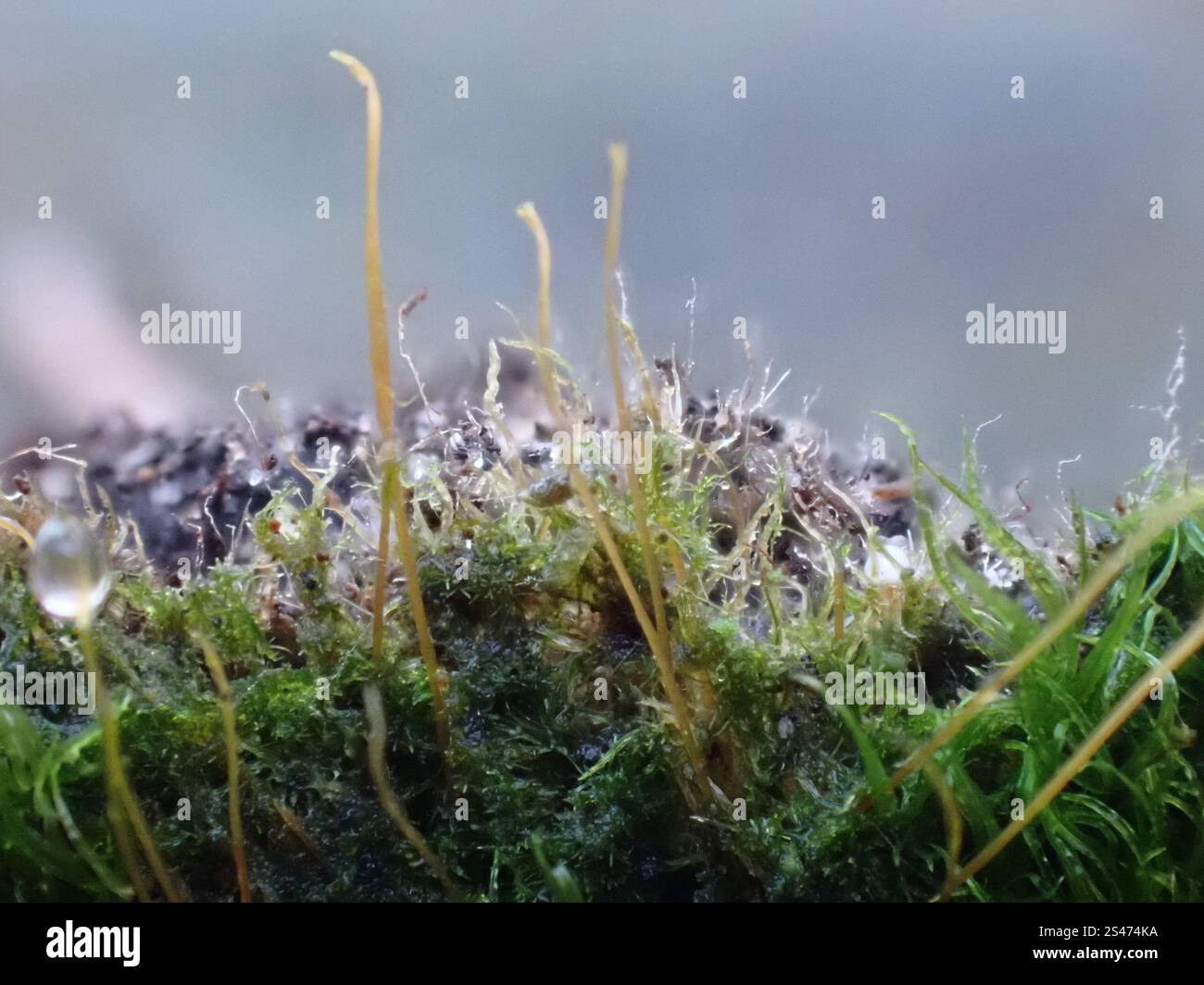 Cape Thread-moss (Orthodontium lineare Stock Photo - Alamy