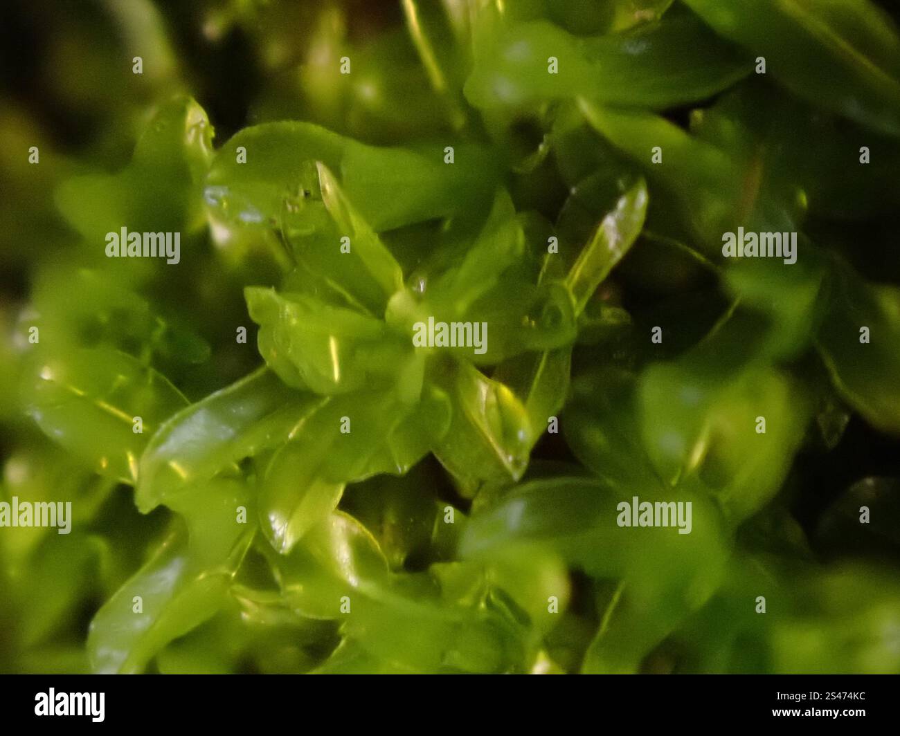 Water Screw-moss (Syntrichia latifolia Stock Photo - Alamy