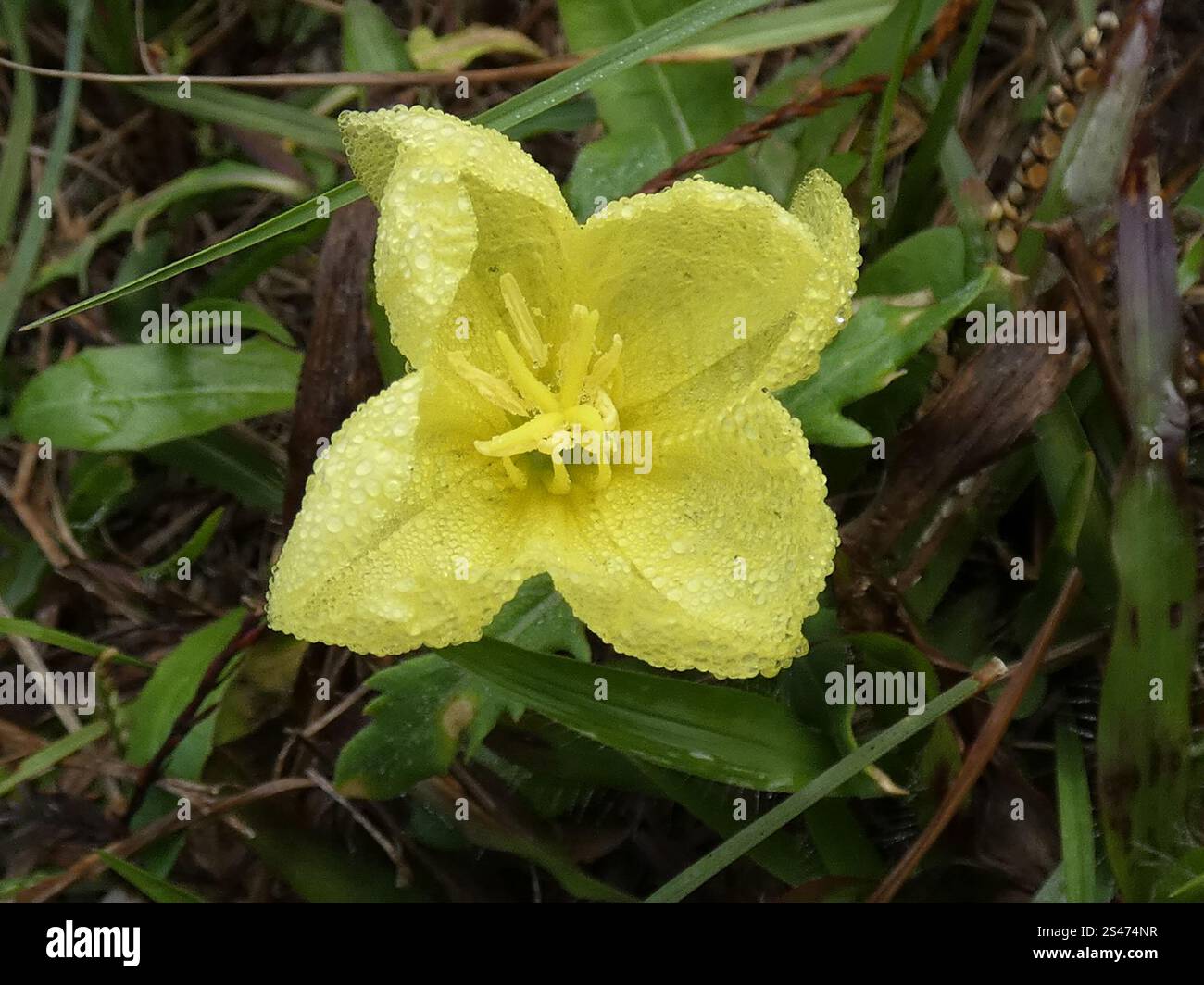 cutleaf evening primrose (Oenothera laciniata Stock Photo - Alamy