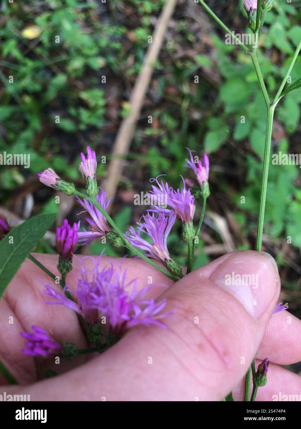 (Vernonia gigantea ovalifolia Stock Photo - Alamy