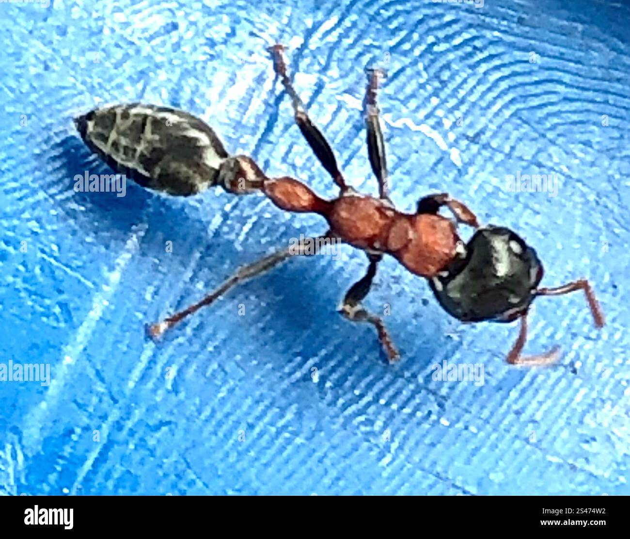 Arboreal Bicolored Slender Ant (Tetraponera rufonigra Stock Photo - Alamy