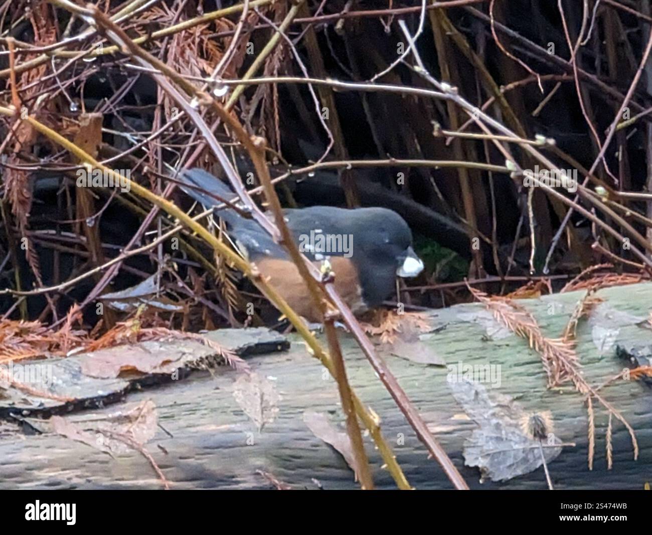 Spotted Towhee (Pipilo maculatus Stock Photo - Alamy