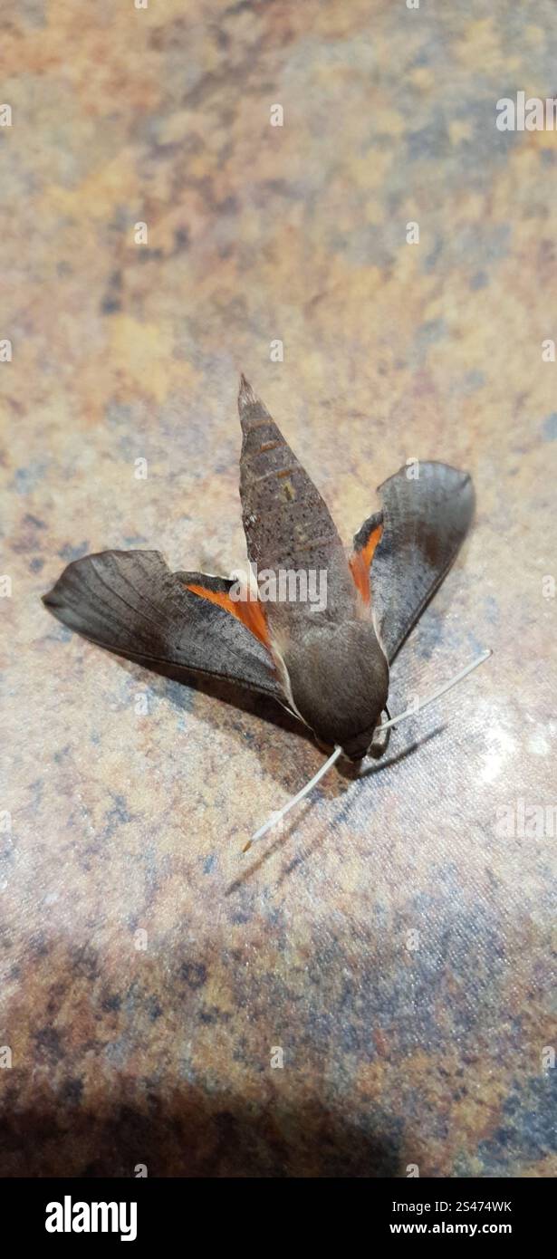 Coprosma Hawk Moth (Hippotion scrofa Stock Photo - Alamy