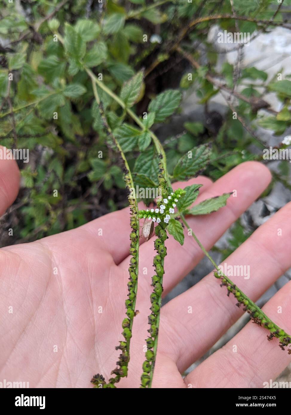 Scorpion's-tail (Heliotropium angiospermum Stock Photo - Alamy