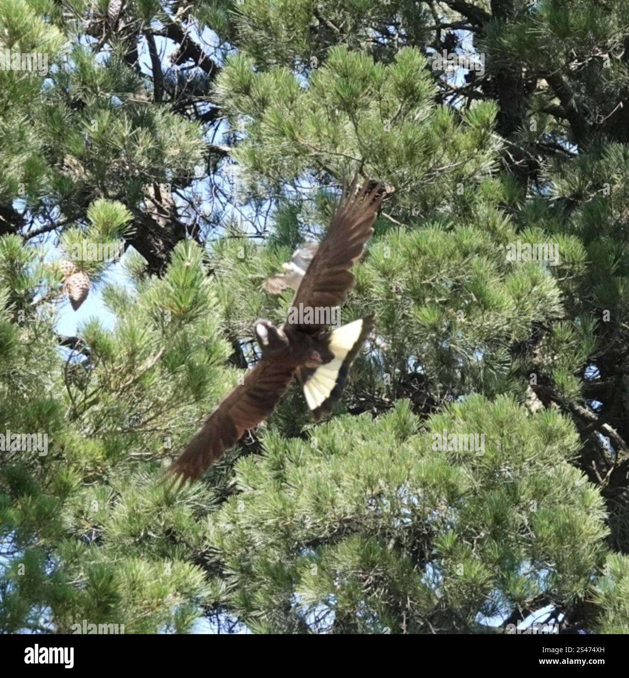 Yellow-tailed Black Cockatoo (Zanda funerea Stock Photo - Alamy