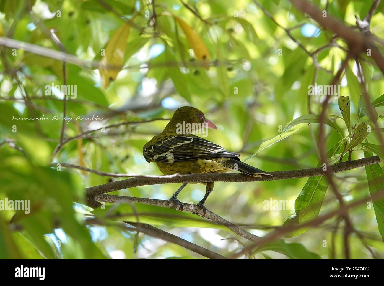 Green Oriole (Oriolus flavocinctus Stock Photo - Alamy