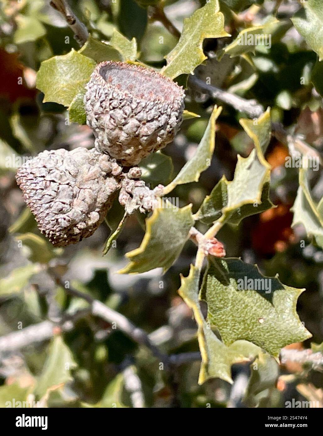 Muller's oak (Quercus cornelius-mulleri Stock Photo - Alamy