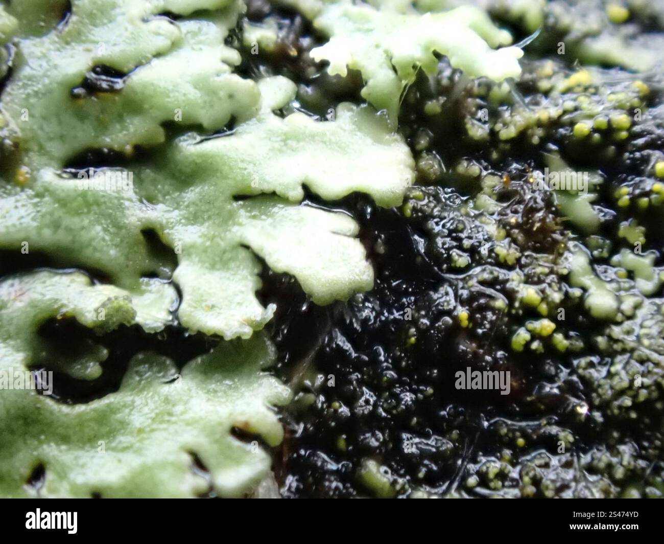Mealy Shadow Lichen (Phaeophyscia orbicularis Stock Photo - Alamy