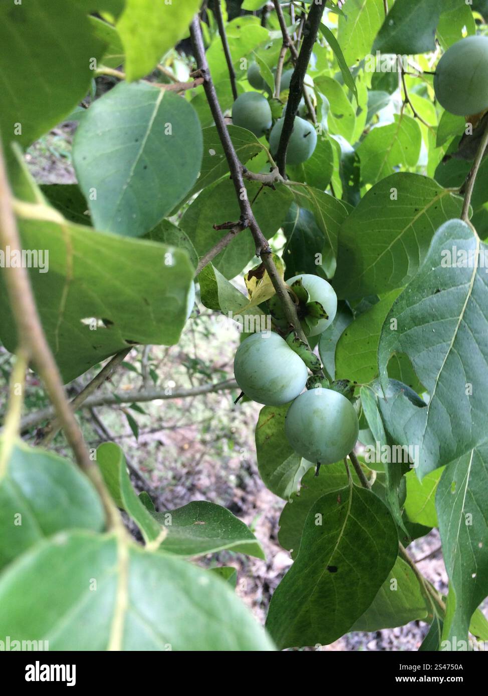 American persimmon (Diospyros virginiana Stock Photo - Alamy