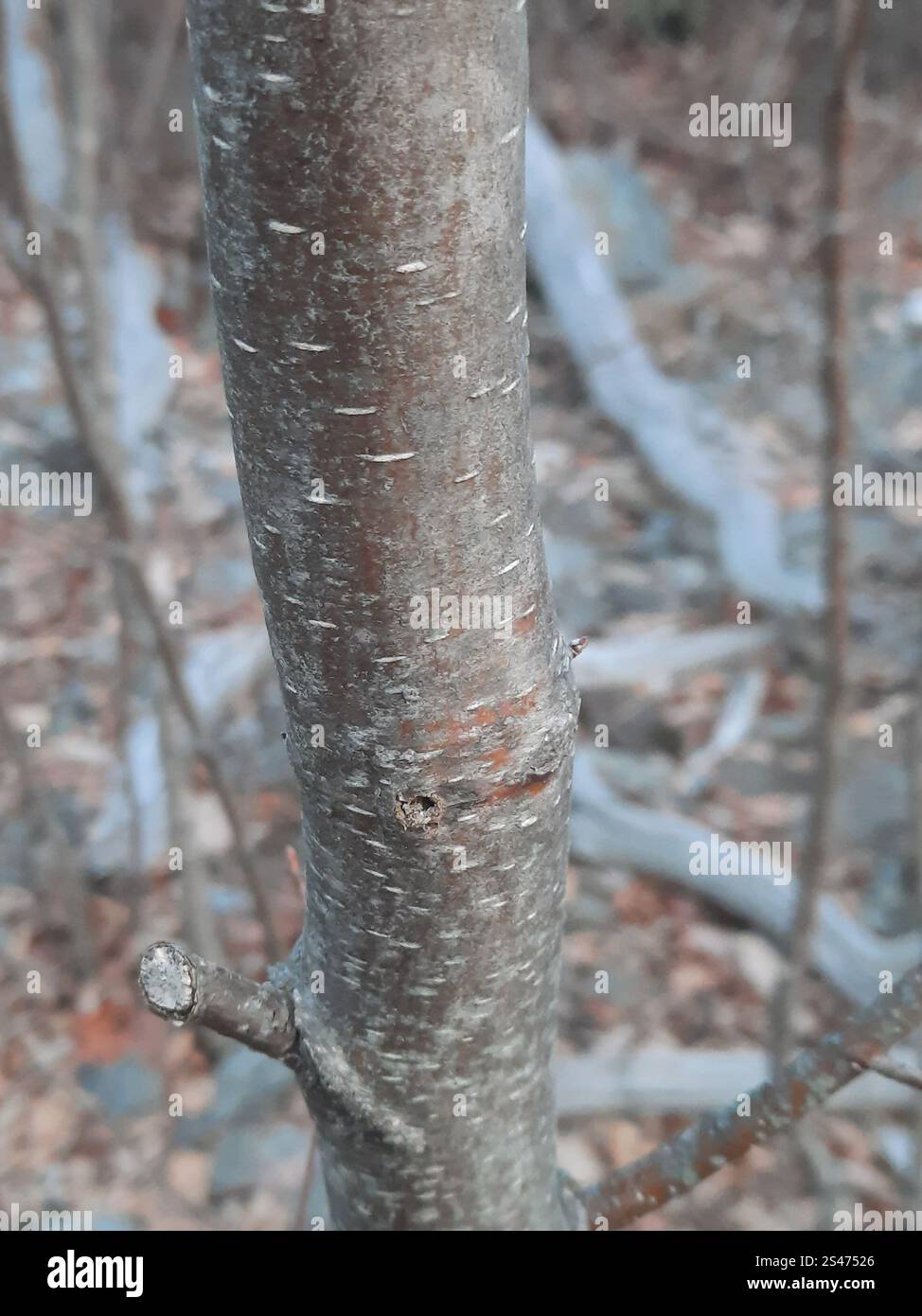 sweet birch (Betula lenta Stock Photo - Alamy