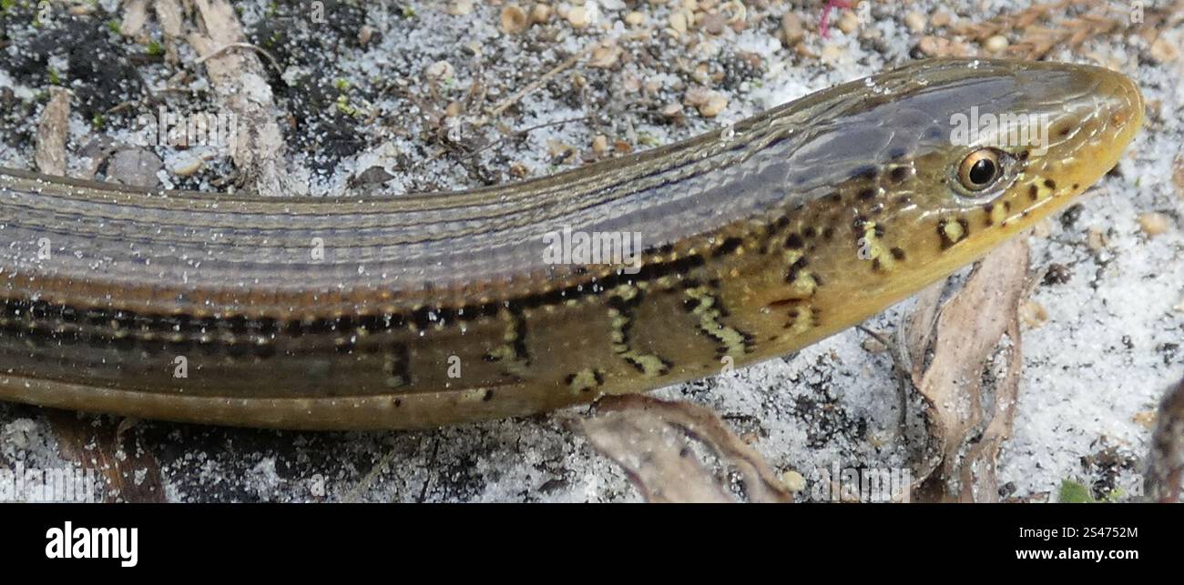 Eastern Glass Lizard (Ophisaurus ventralis Stock Photo - Alamy