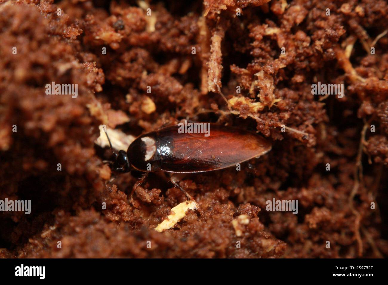 Cockroaches and Termites (Blattodea Stock Photo - Alamy