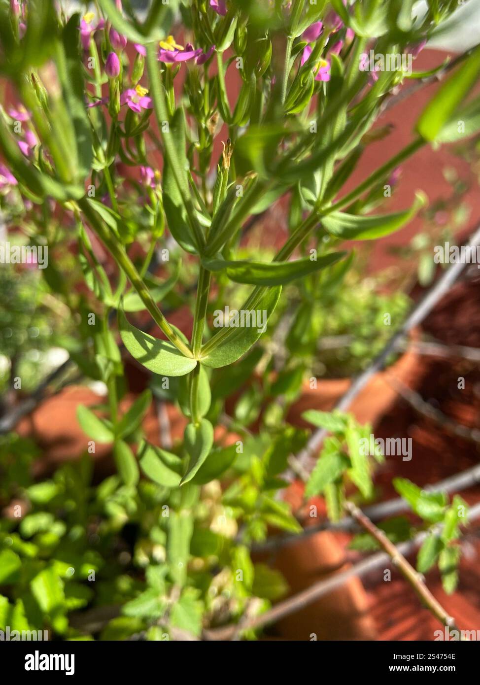 Lesser Centaury (Centaurium pulchellum Stock Photo - Alamy