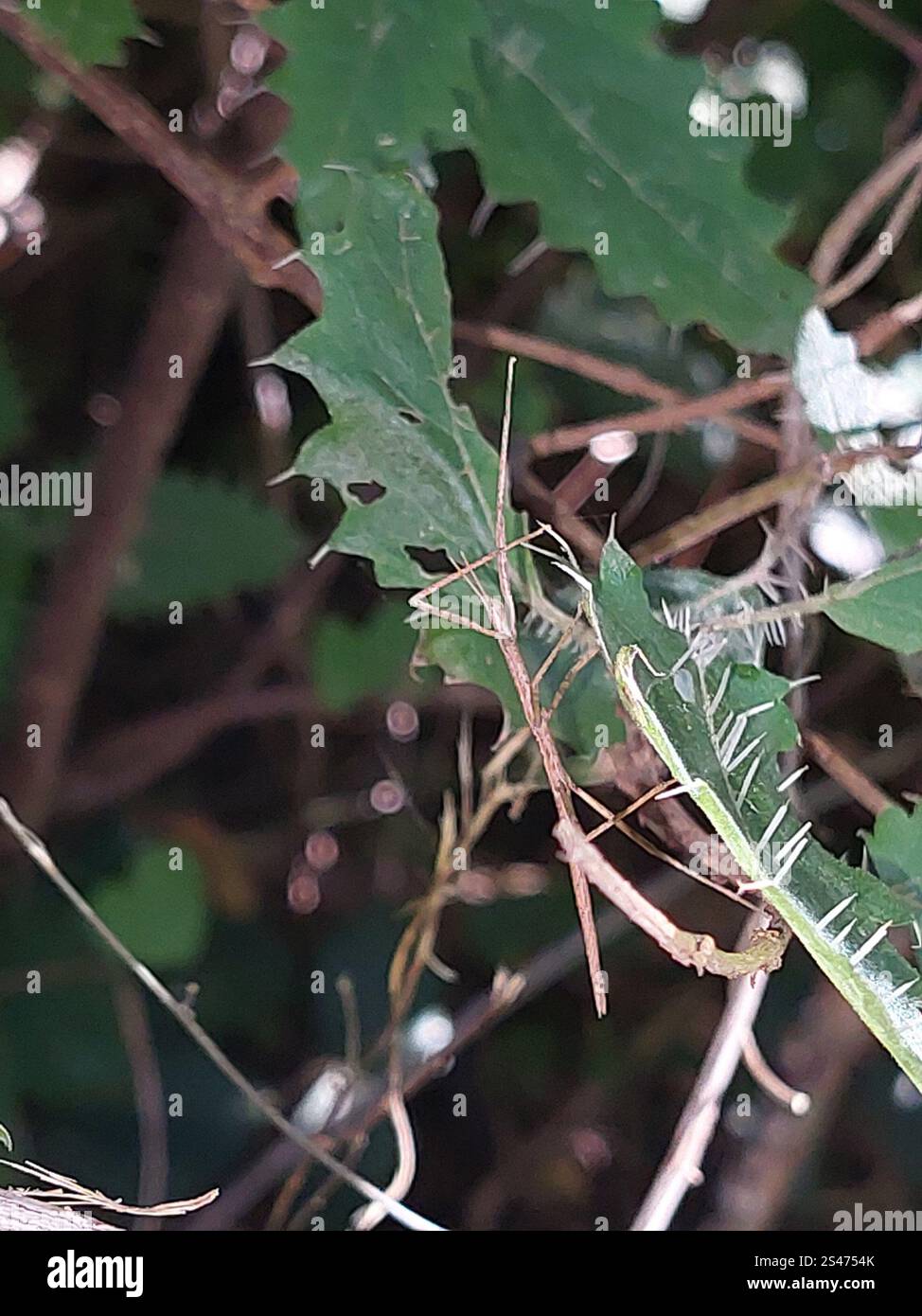 New Zealand Giant Stick Insect (Argosarchus horridus Stock Photo - Alamy